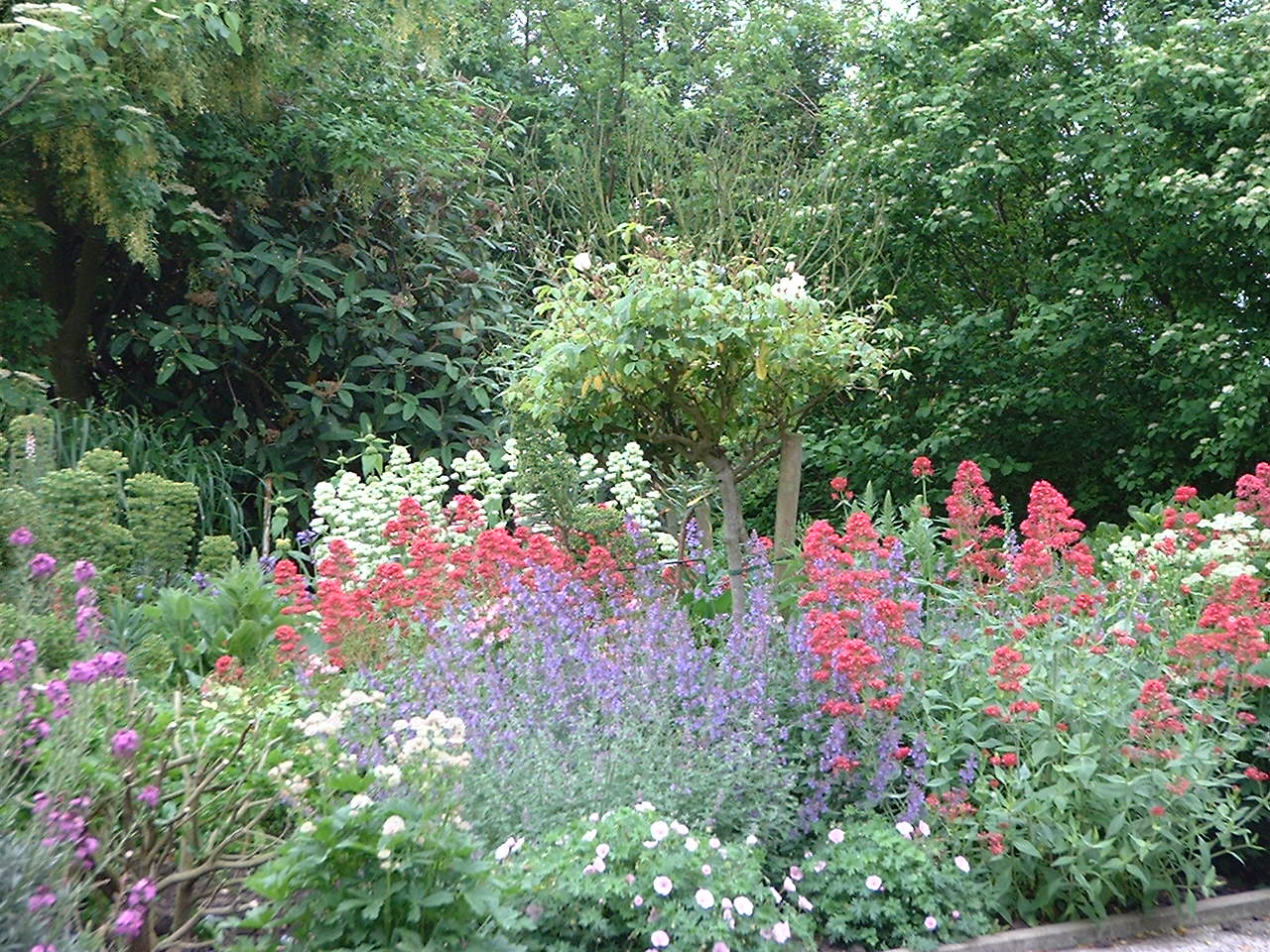 Dop en schildluis bestrijden | Verstraten Walhout